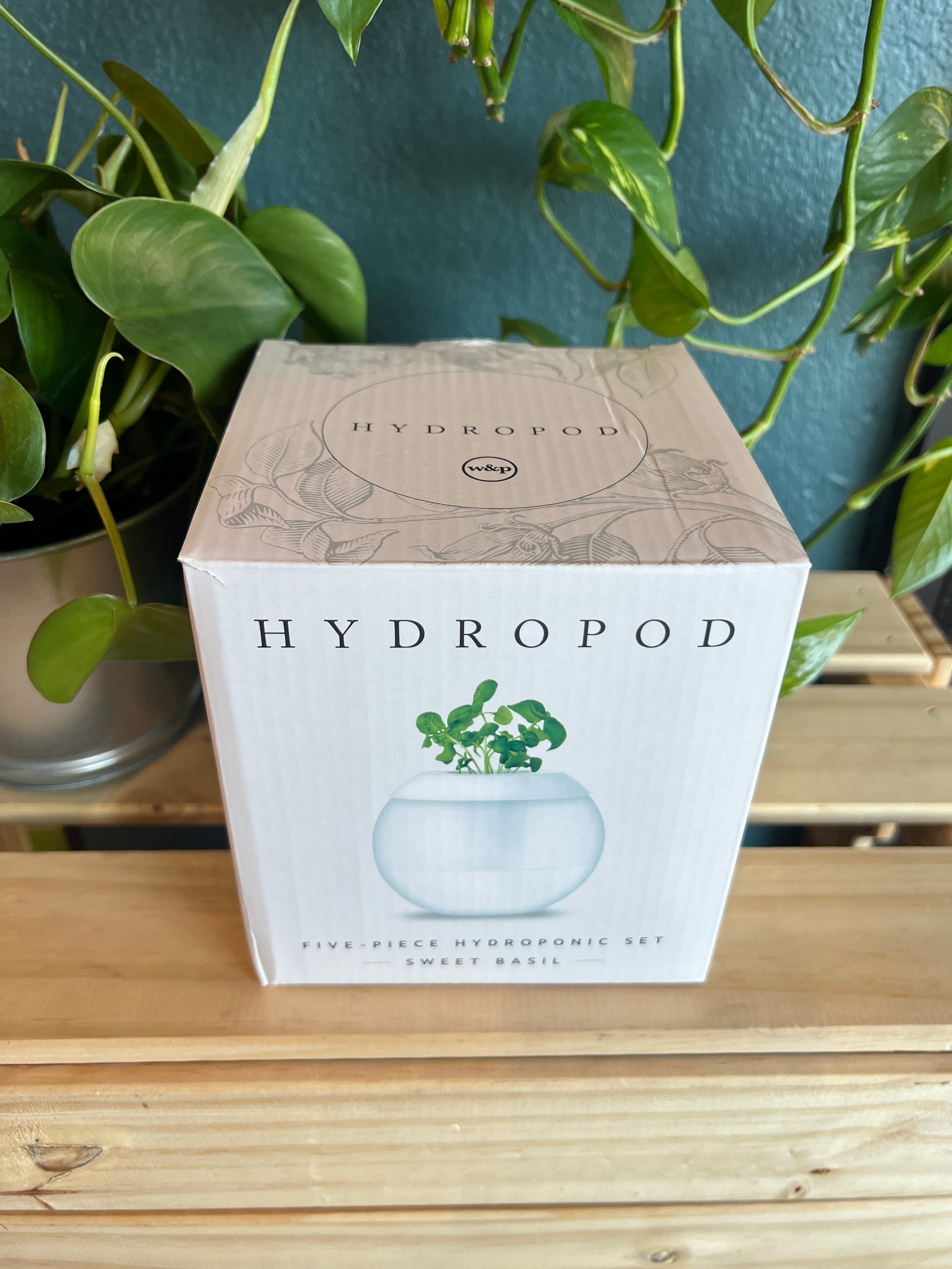 Hydropod | Shea cheese